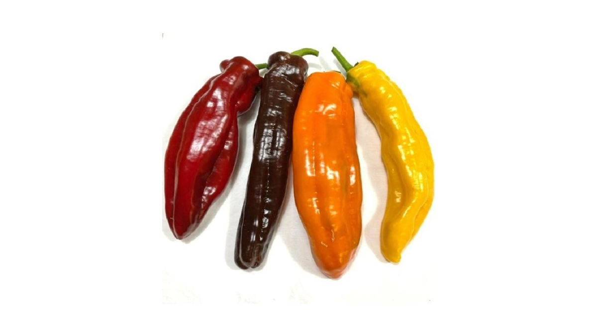 Multi Marca Pimiento Palermo | SoloTodo.cl